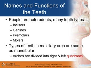 Maxilla, mandible, quadrants, types of teeth, universal numbering ...