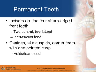 Maxilla, mandible, quadrants, types of teeth, universal numbering ...