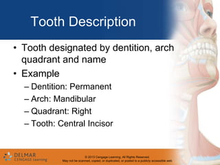 Maxilla, mandible, quadrants, types of teeth, universal numbering ...
