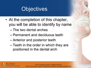 Maxilla, mandible, quadrants, types of teeth, universal numbering ...
