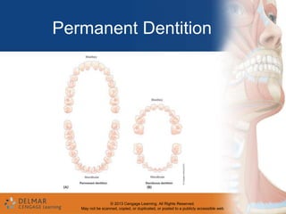 Maxilla, mandible, quadrants, types of teeth, universal numbering ...