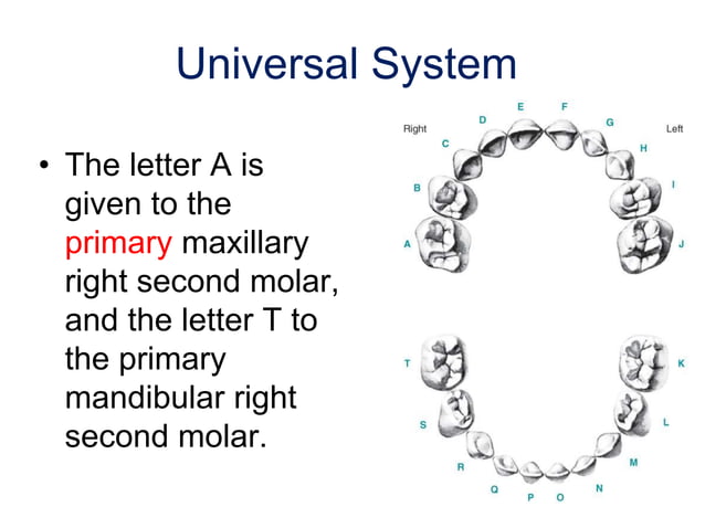 Maxilla, mandible, quadrants, types of teeth, universal numbering system