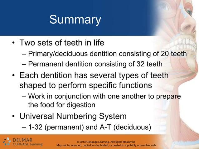 Maxilla, mandible, quadrants, types of teeth, universal numbering system