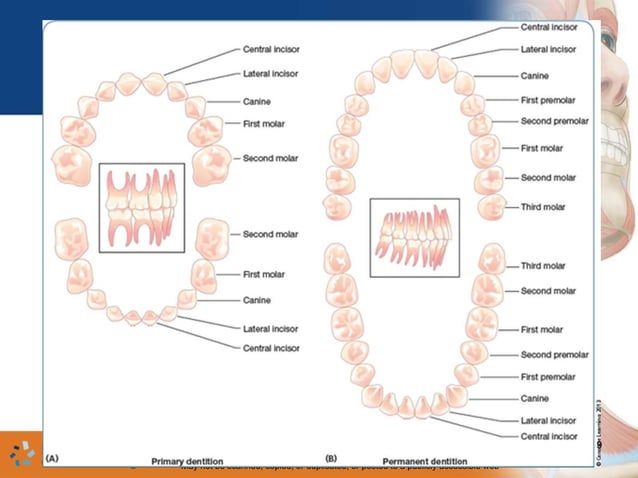 Maxilla, mandible, quadrants, types of teeth, universal numbering system