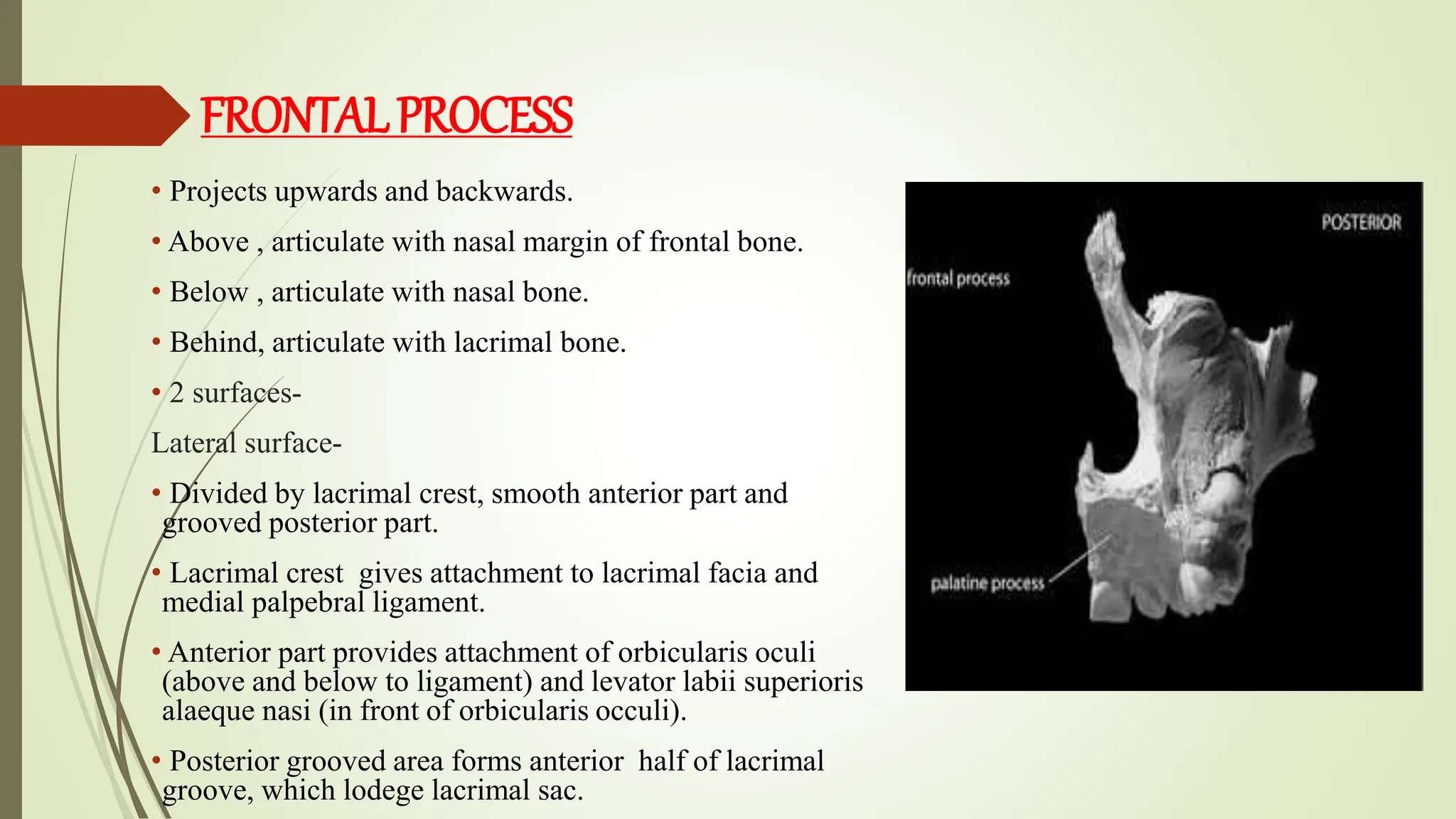 SURGICAL AND APPLIED ANATOMY OF MAXILLA. | PPTX