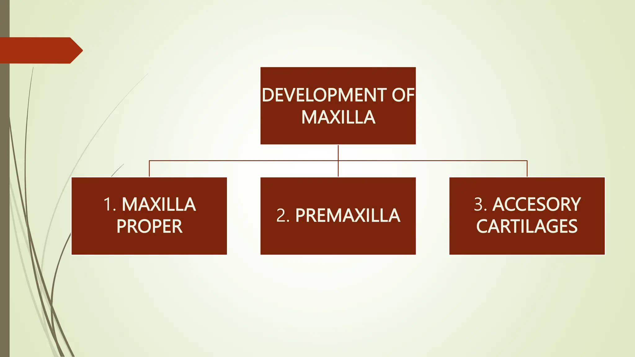 SURGICAL AND APPLIED ANATOMY OF MAXILLA. | PPTX