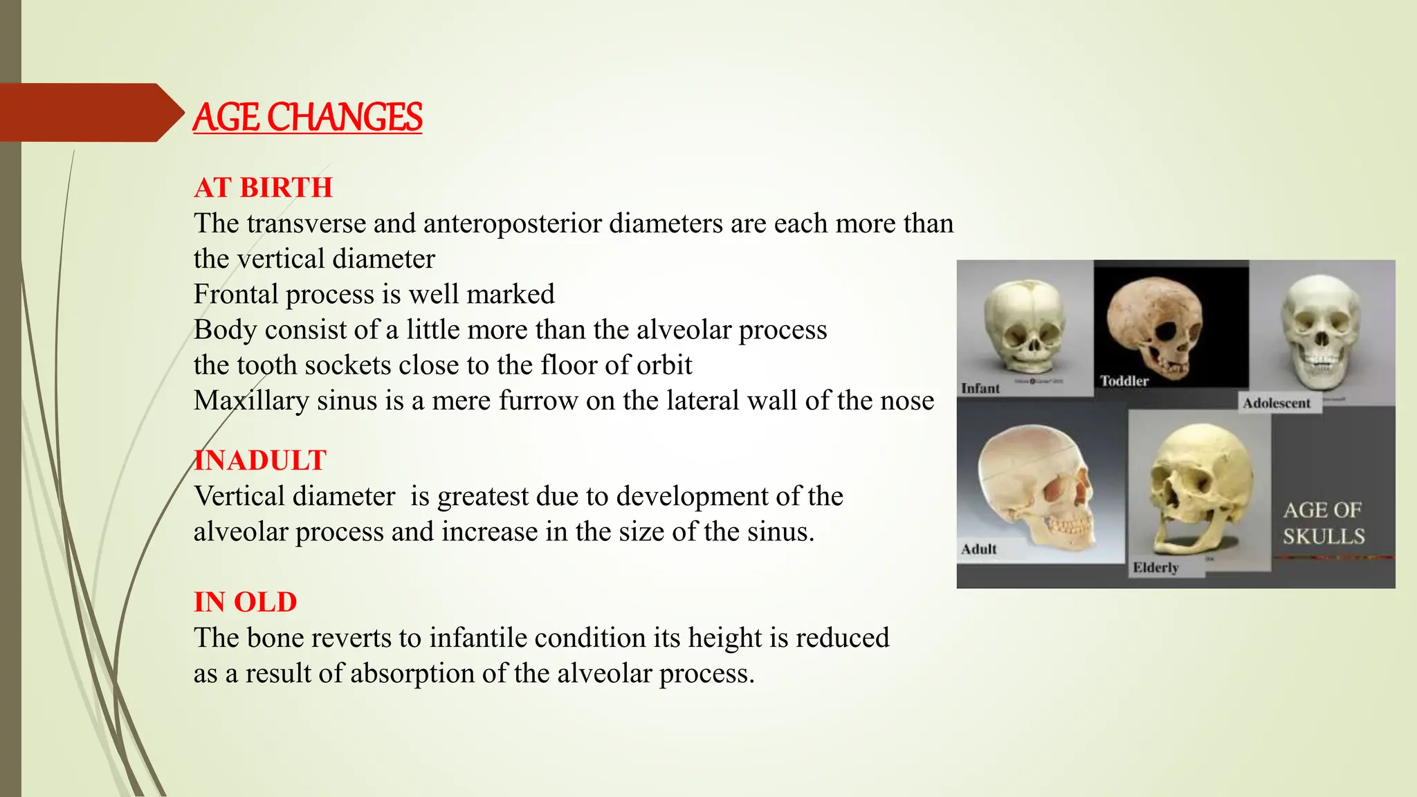 SURGICAL AND APPLIED ANATOMY OF MAXILLA. | PPTX