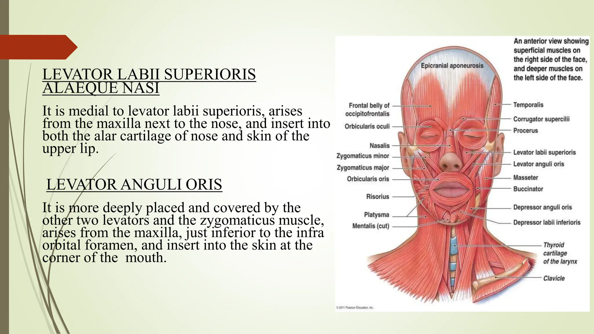 SURGICAL AND APPLIED ANATOMY OF MAXILLA. | PPTX