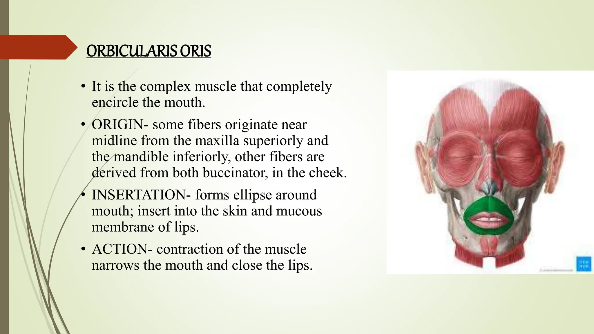 SURGICAL AND APPLIED ANATOMY OF MAXILLA. | PPTX