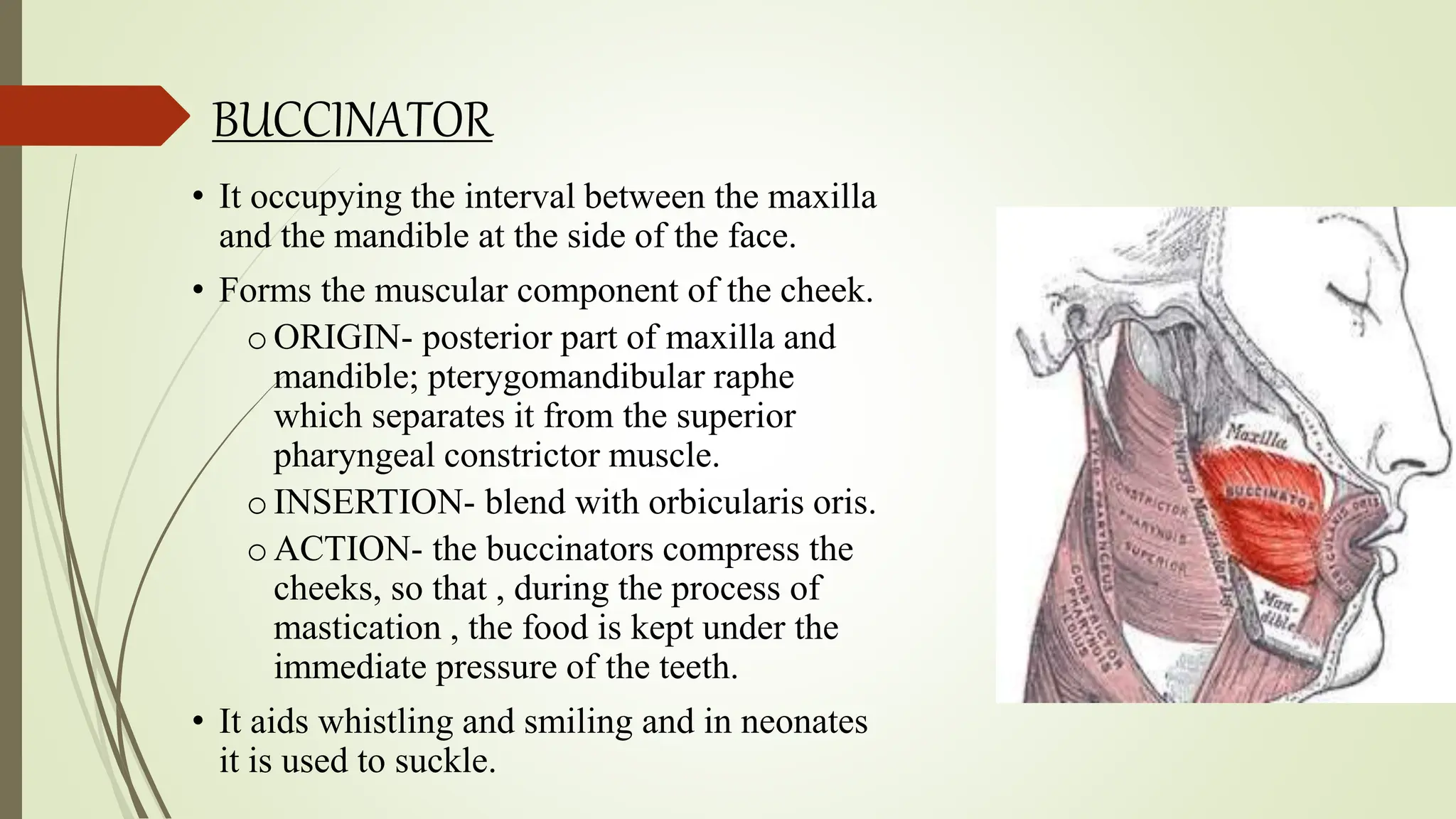 SURGICAL AND APPLIED ANATOMY OF MAXILLA. | PPTX