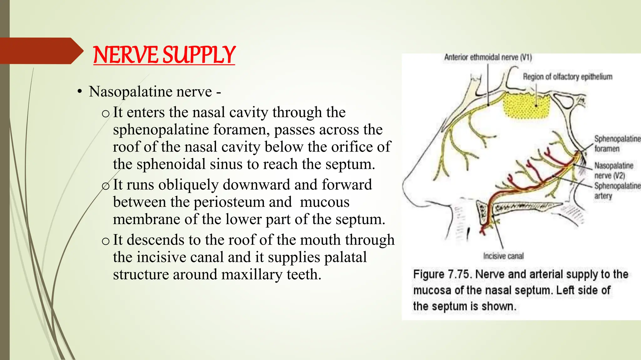 SURGICAL AND APPLIED ANATOMY OF MAXILLA. | PPTX