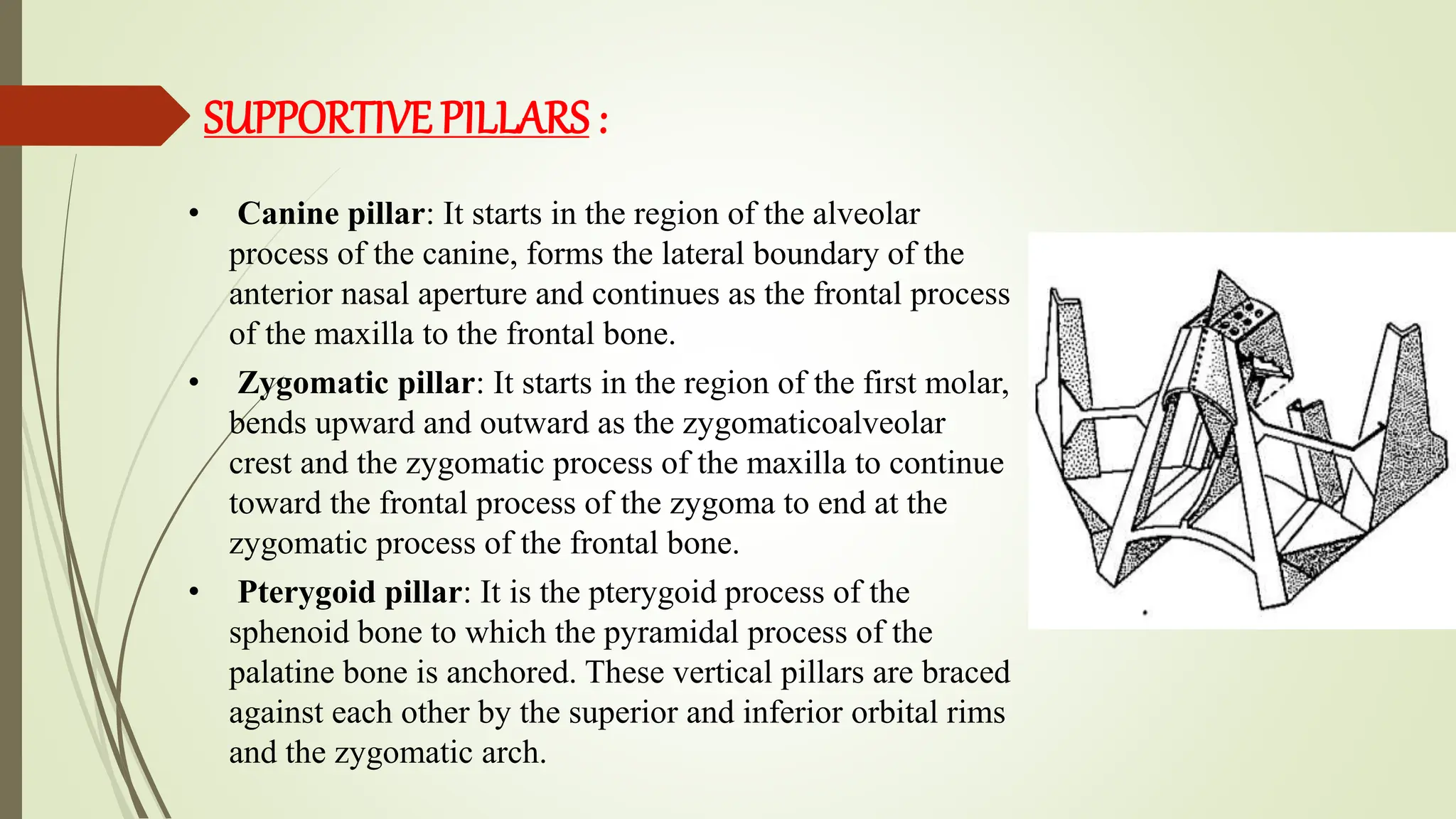 SURGICAL AND APPLIED ANATOMY OF MAXILLA. | PPTX