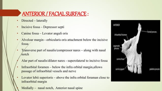 SURGICAL AND APPLIED ANATOMY OF MAXILLA. | PPTX