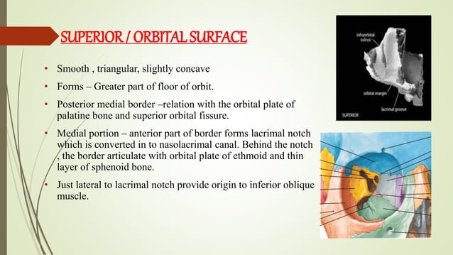 SURGICAL AND APPLIED ANATOMY OF MAXILLA. | PPTX