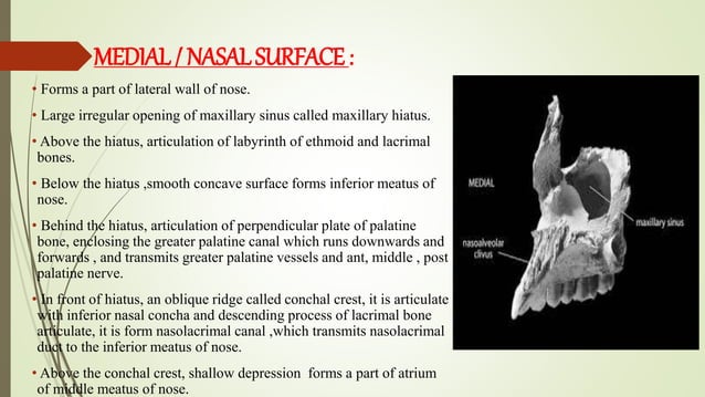 SURGICAL AND APPLIED ANATOMY OF MAXILLA. | PPTX