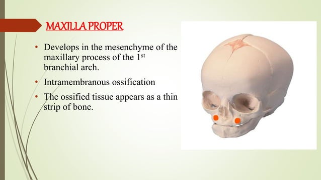 SURGICAL AND APPLIED ANATOMY OF MAXILLA. | PPTX