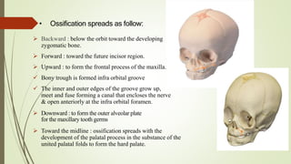 SURGICAL AND APPLIED ANATOMY OF MAXILLA. | PPTX