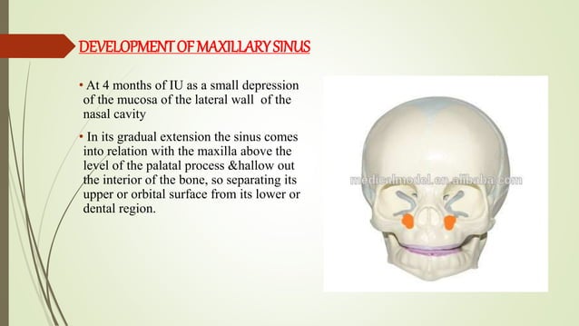 SURGICAL AND APPLIED ANATOMY OF MAXILLA. | PPTX