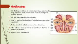 SURGICAL AND APPLIED ANATOMY OF MAXILLA. | PPTX