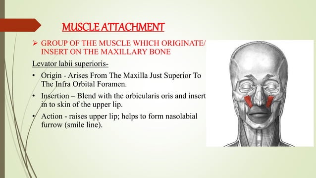 SURGICAL AND APPLIED ANATOMY OF MAXILLA. | PPTX