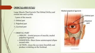 SURGICAL AND APPLIED ANATOMY OF MAXILLA. | PPTX