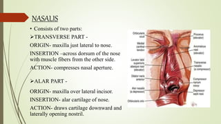 SURGICAL AND APPLIED ANATOMY OF MAXILLA. | PPTX