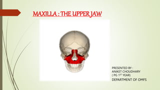 SURGICAL AND APPLIED ANATOMY OF MAXILLA. | PPTX