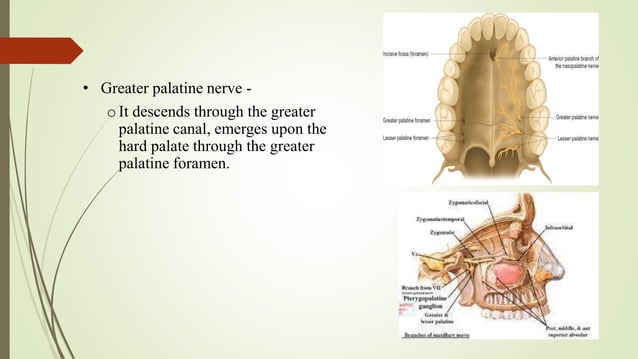 SURGICAL AND APPLIED ANATOMY OF MAXILLA. | PPTX