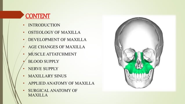 SURGICAL AND APPLIED ANATOMY OF MAXILLA. | PPTX