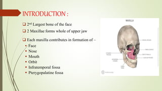 SURGICAL AND APPLIED ANATOMY OF MAXILLA. | PPTX