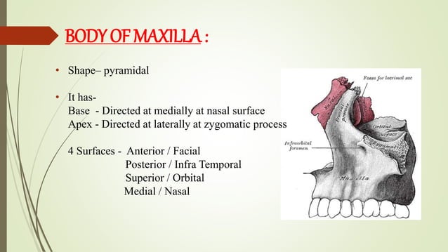 SURGICAL AND APPLIED ANATOMY OF MAXILLA. | PPTX