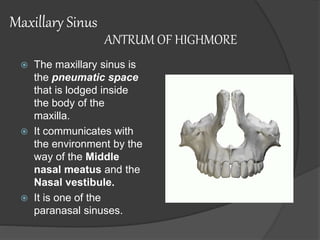 Maxillary sinus for dental students year 1 | PPTX
