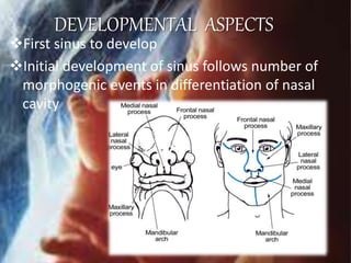 Maxillary sinus for dental students year 1 | PPTX