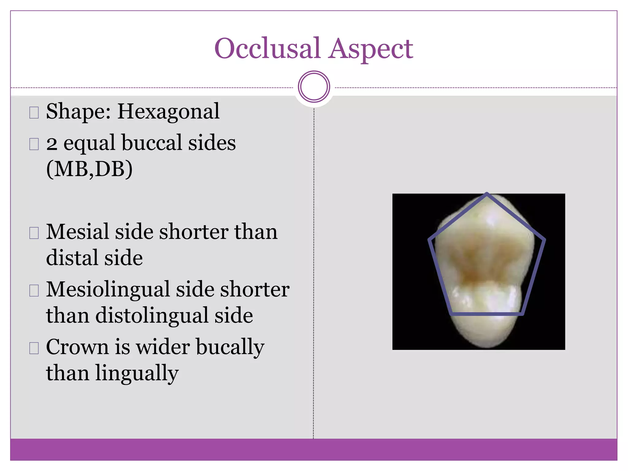 Maxillary 1st premolar | PPTX