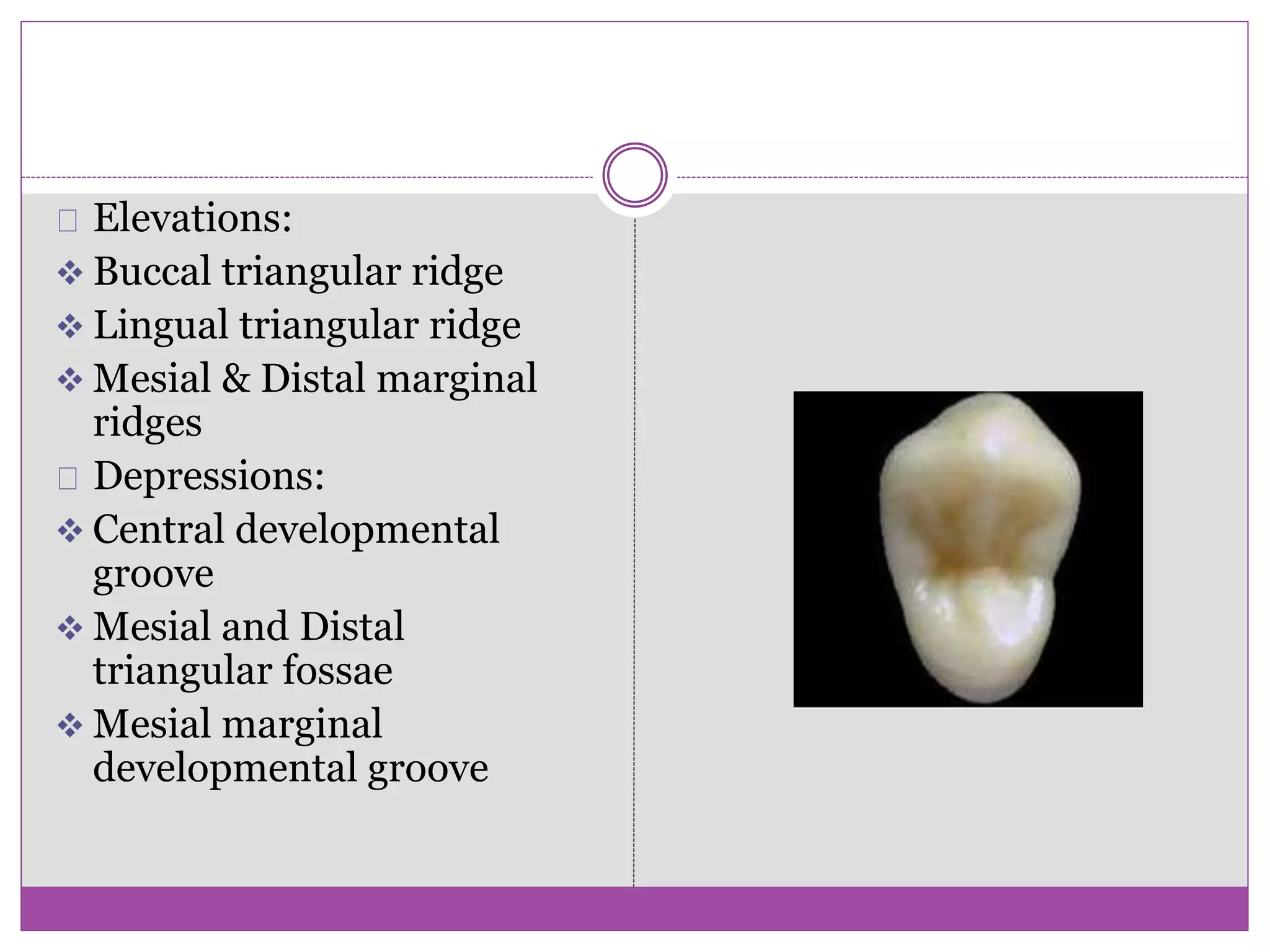 Maxillary 1st premolar | PPTX