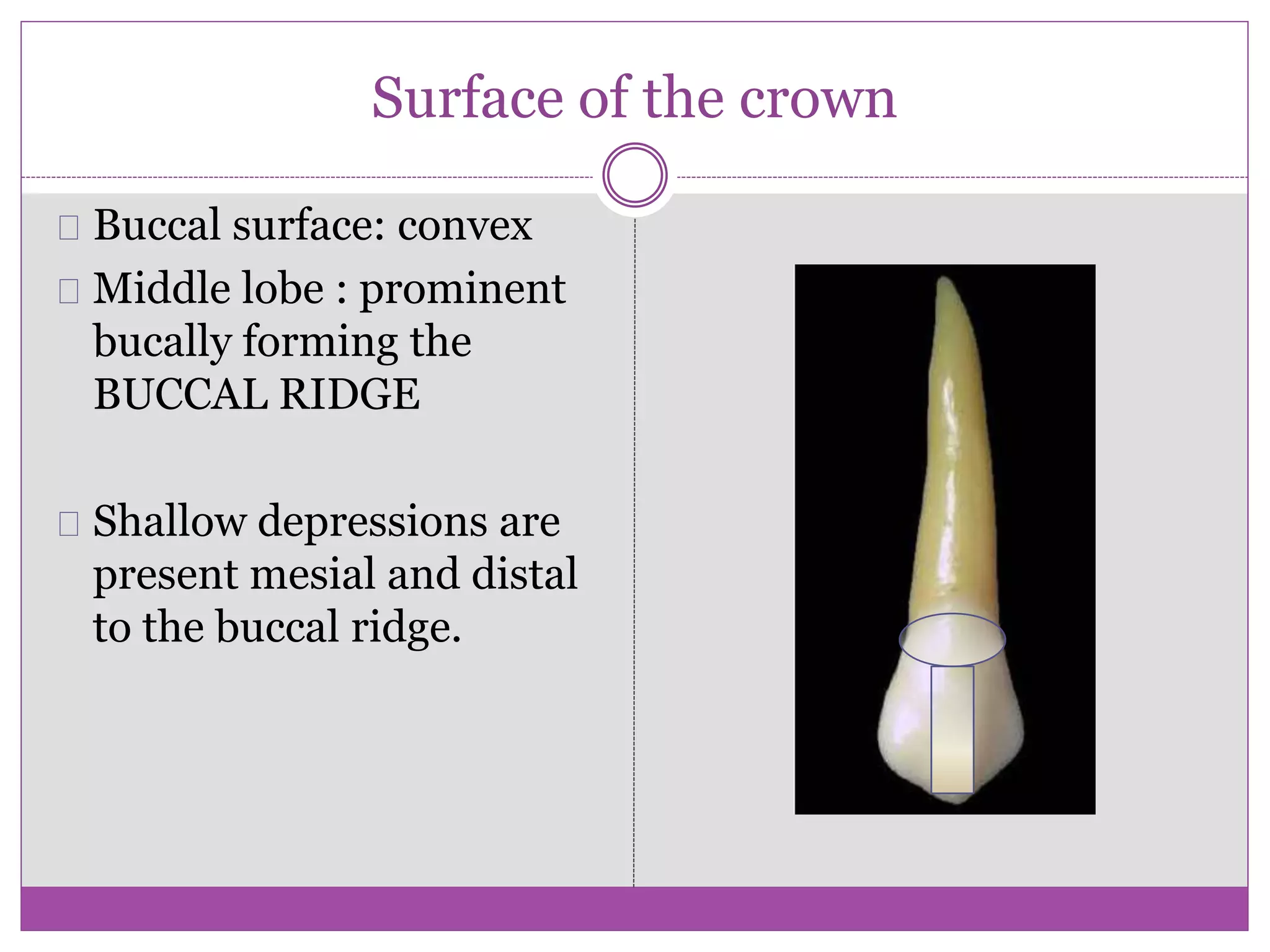 Maxillary 1st premolar | PPTX