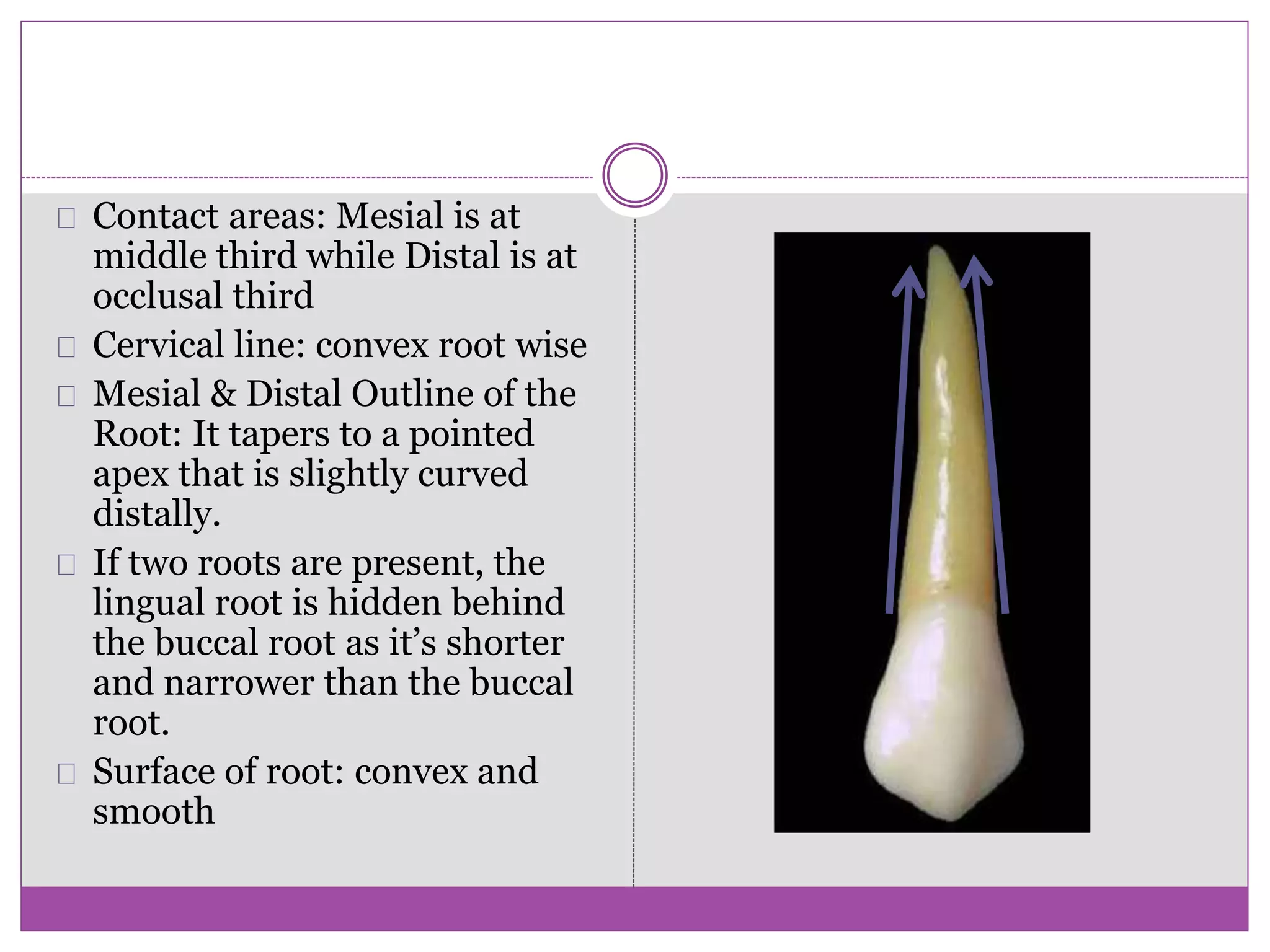 Maxillary 1st premolar | PPTX