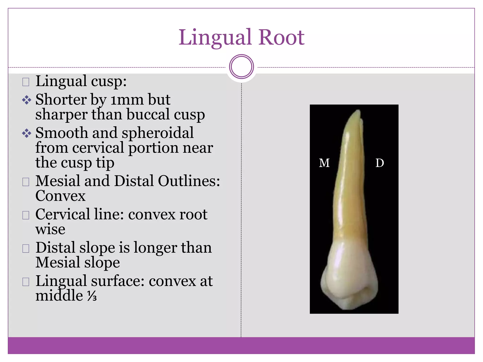 Maxillary 1st premolar | PPTX