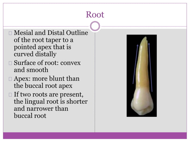 Maxillary 1st premolar | PPTX | Dental Health | Diseases and Conditions