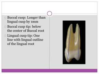 Maxillary 1st premolar | PPTX | Dental Health | Diseases and Conditions