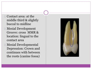 Maxillary 1st premolar | PPTX