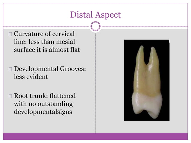 Maxillary 1st premolar | PPTX | Dental Health | Diseases and Conditions