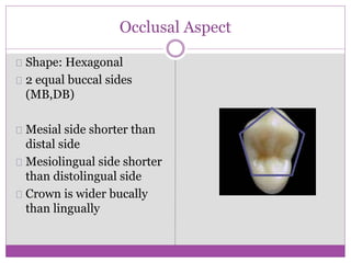 Maxillary 1st premolar | PPTX
