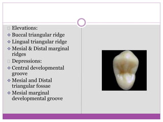 Maxillary 1st premolar | PPTX