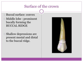 Maxillary 1st premolar | PPTX