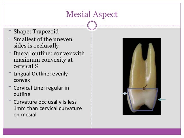 Maxillary 1st premolar