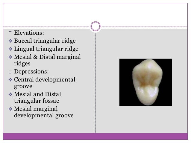 Maxillary 1st premolar