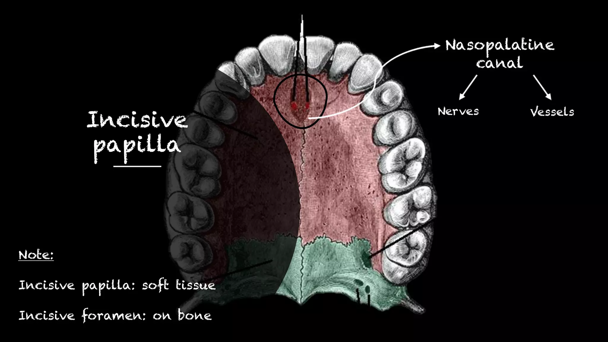 ANATOMICAL LANDMARKS OF EDENTULOUS MAXILLA | PDF