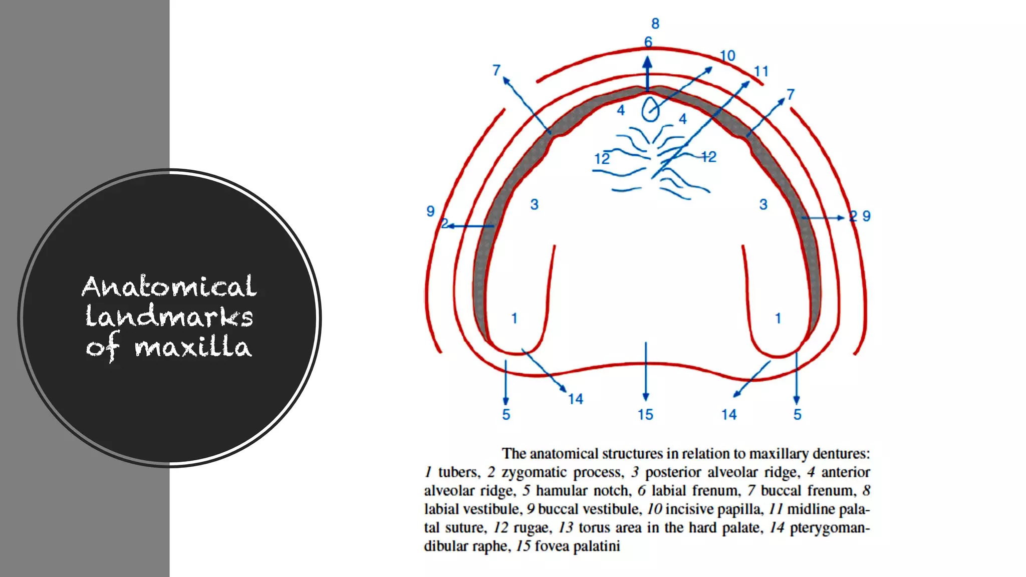ANATOMICAL LANDMARKS OF EDENTULOUS MAXILLA | PDF