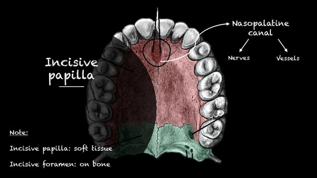 ANATOMICAL LANDMARKS OF EDENTULOUS MAXILLA | PDF